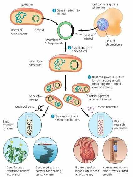 Ayunin Uchiha: Proses Kloning Gen