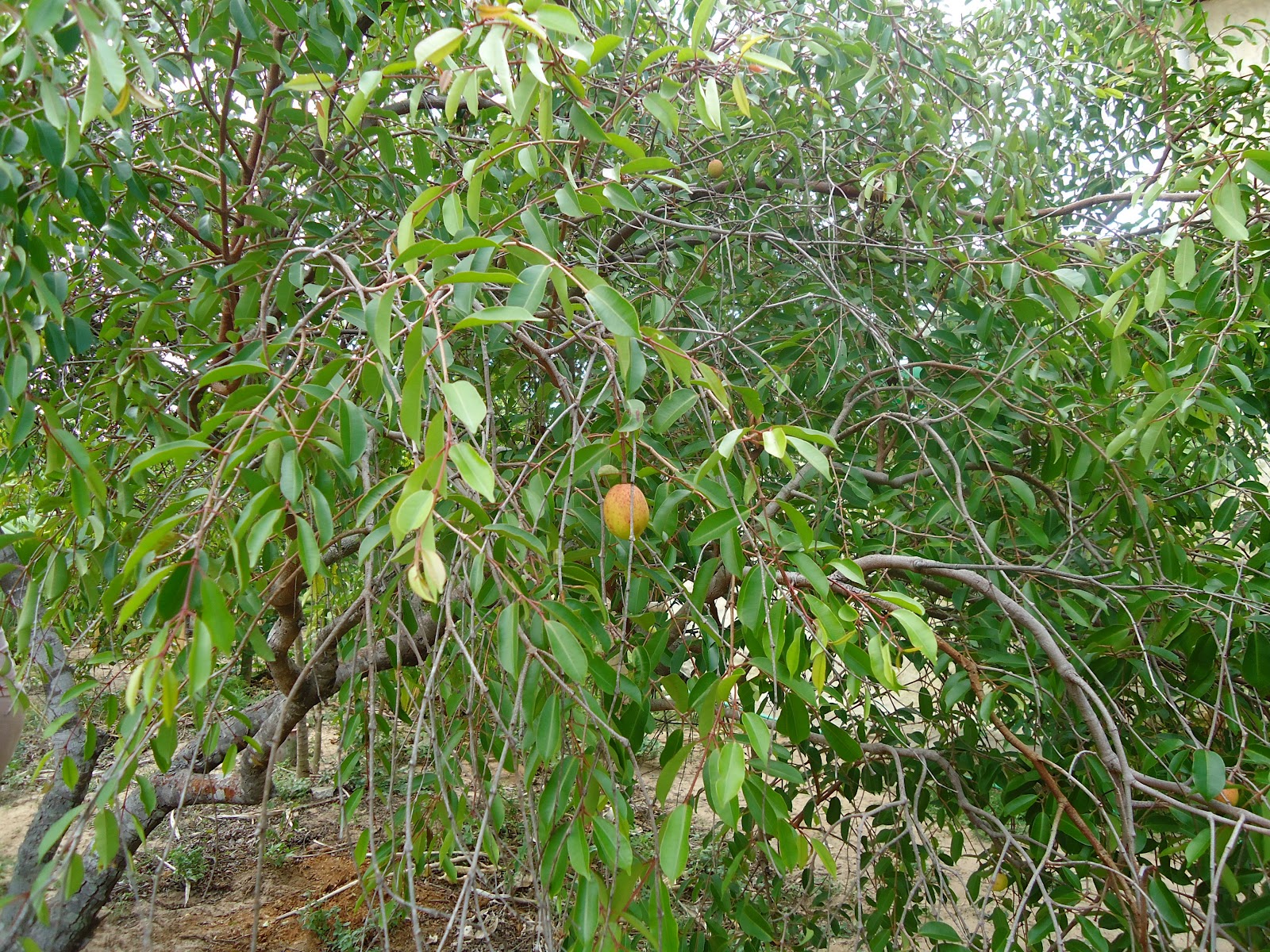 VENTO NORDESTE: MANGABA - FRUTA SÍMBOLO DO NORDESTE! POR QUE NÃO ...