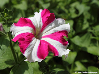 Petunia Flower's Photos