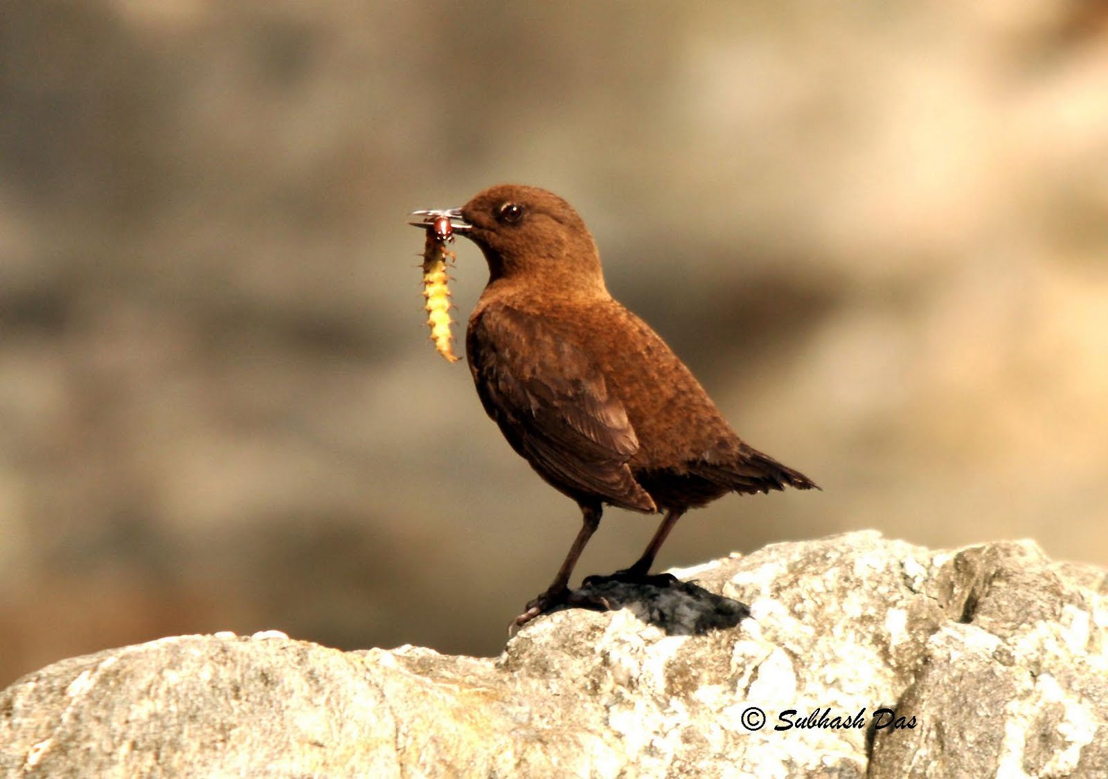 Indian Birds Photography: [BirdPhotoIndia] brown dipper