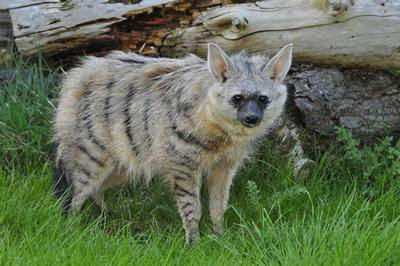 Aardwolf | The Life of Animals