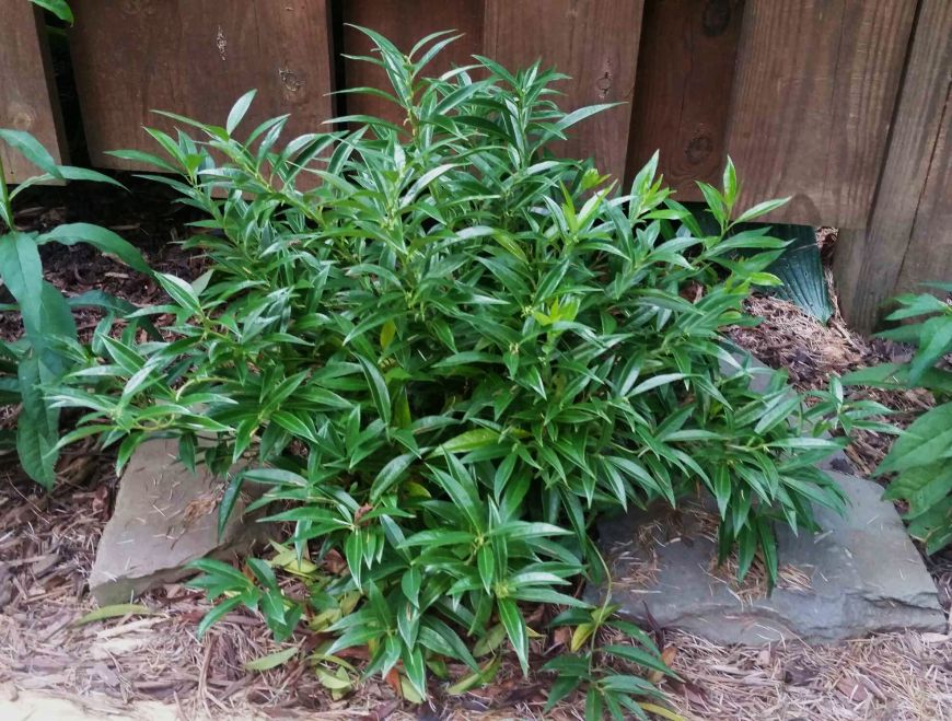 Future Plants by Randy Stewart: Sarcococca - Sweet Box