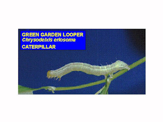 Garden Guy Hawaii: Green Garden Looper