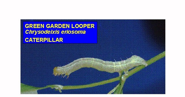Garden Guy Hawaii: Green Garden Looper