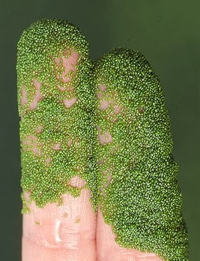 SEPINTAS | Seputar Info Dan Kreativitas || Desain | Tutorial | Artikel ...