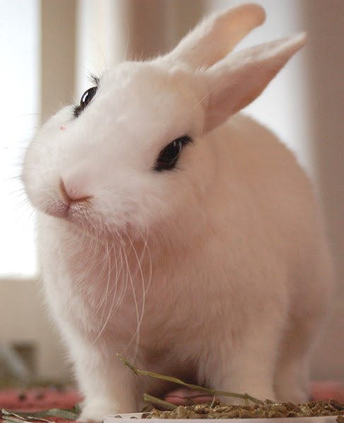 Blanc de Hotot Rabbit: Characteristics, Uses & Full Breed Information