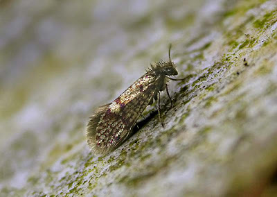 Charlie's moths of Calderdale.: ERIOCRANIIDAE