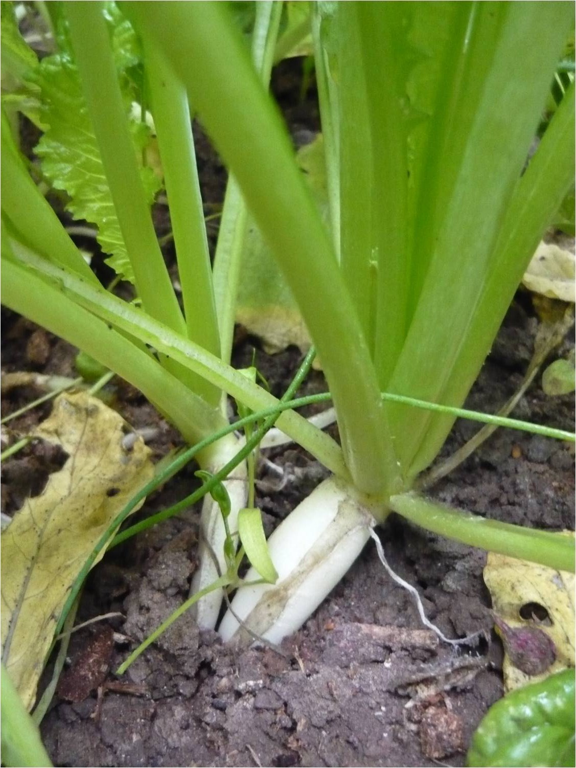 ALTERNATIVA ECOLÓGICA: CULTIVO DE NABO