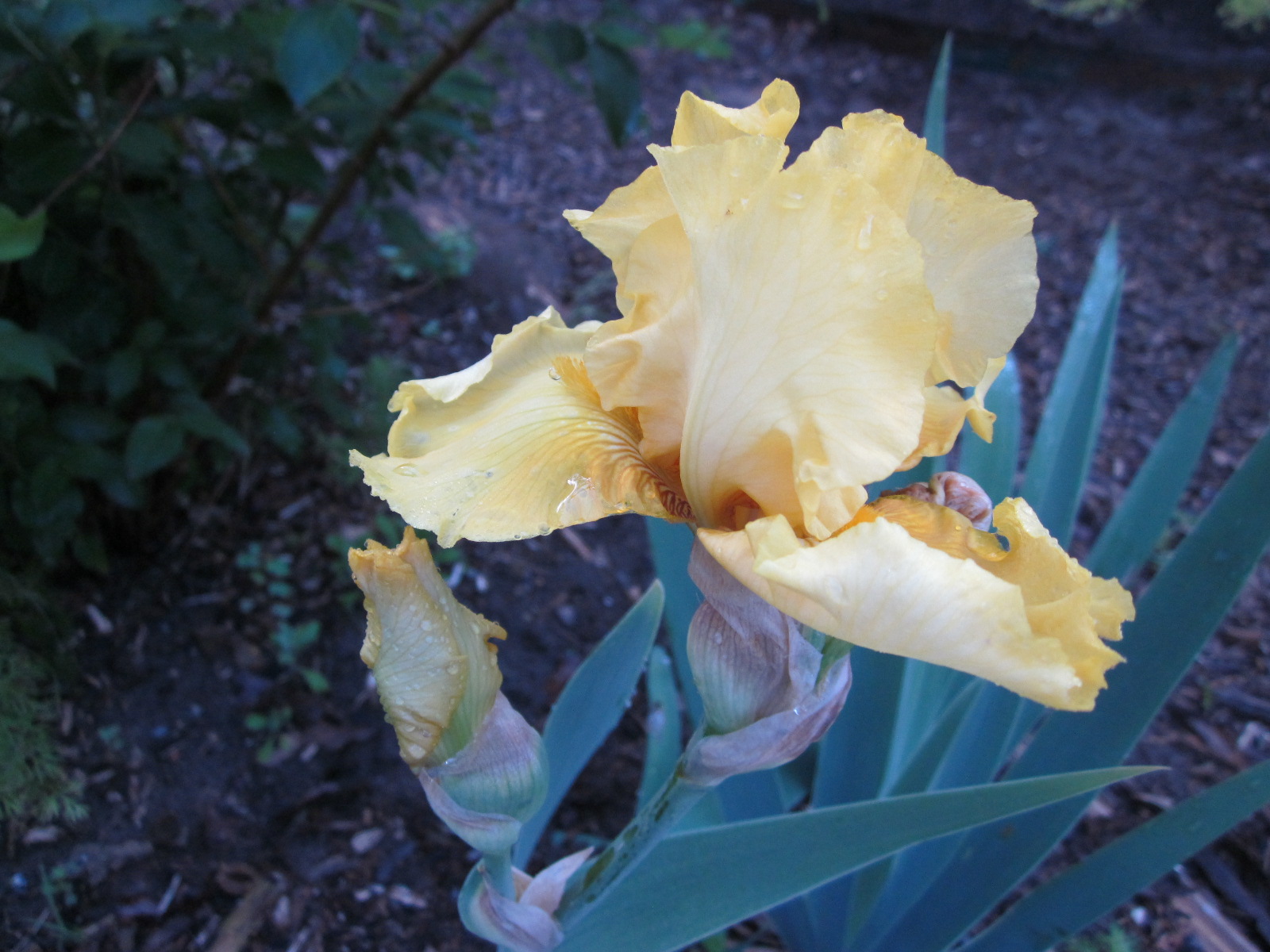 Lisa Bonassin's Garden: Galactic Gold Bearded Iris May 11, 2013
