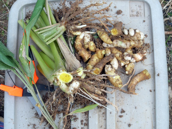 TanamSendiri.com -- Grow Your Own: Tuaian Hari Ini -- Temu Pauh, Mango ...