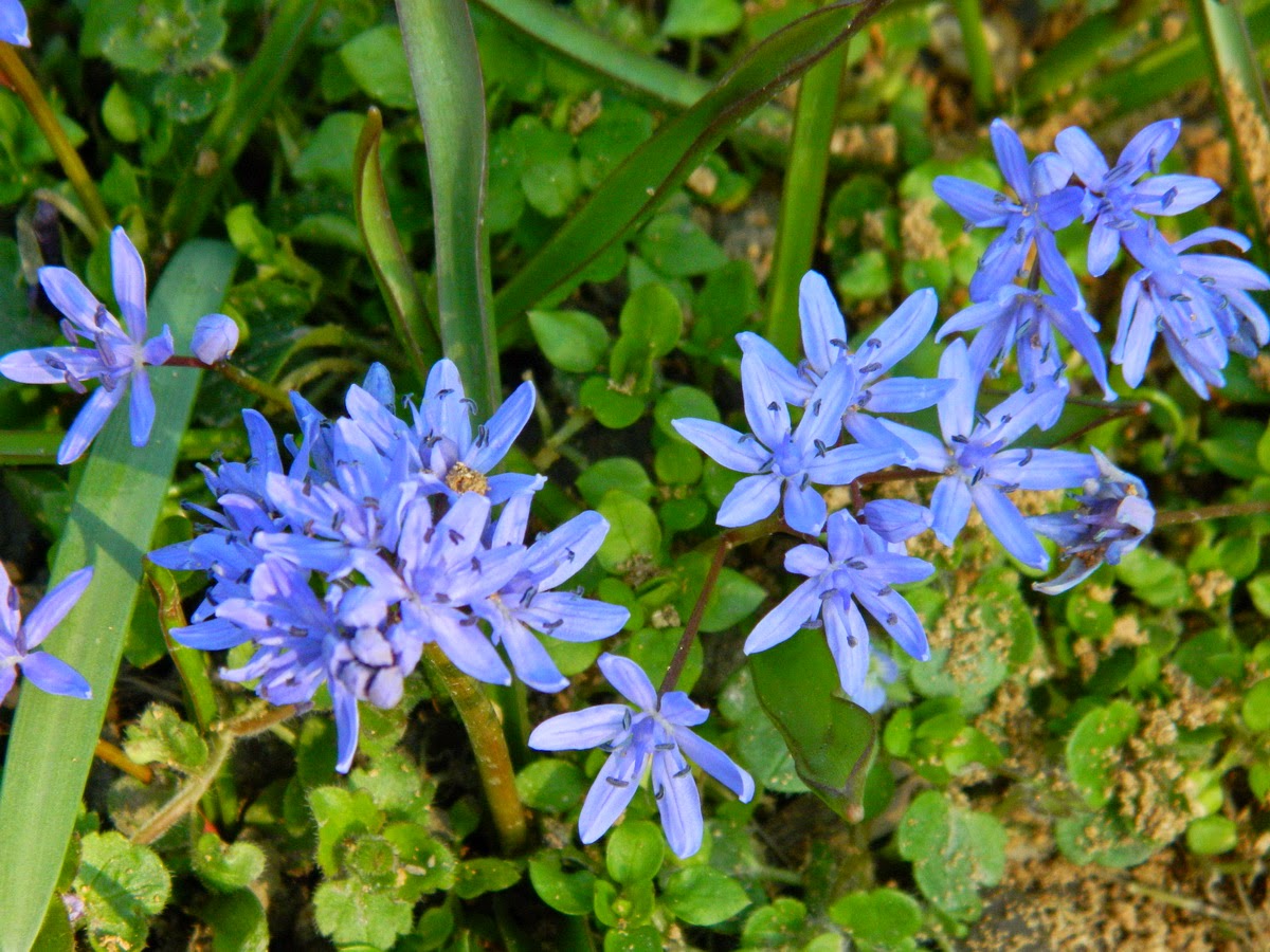 LA MULTI ANI, ROMANIA!: Viorele