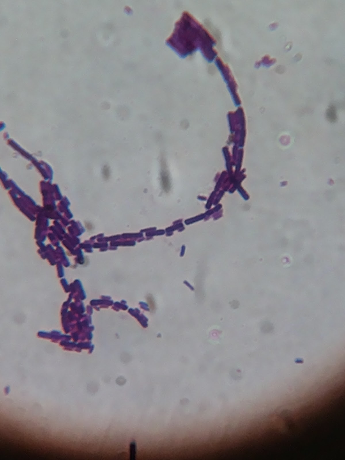 Ram Micro Arena : gram staining and air sampling plate at ngp college ...