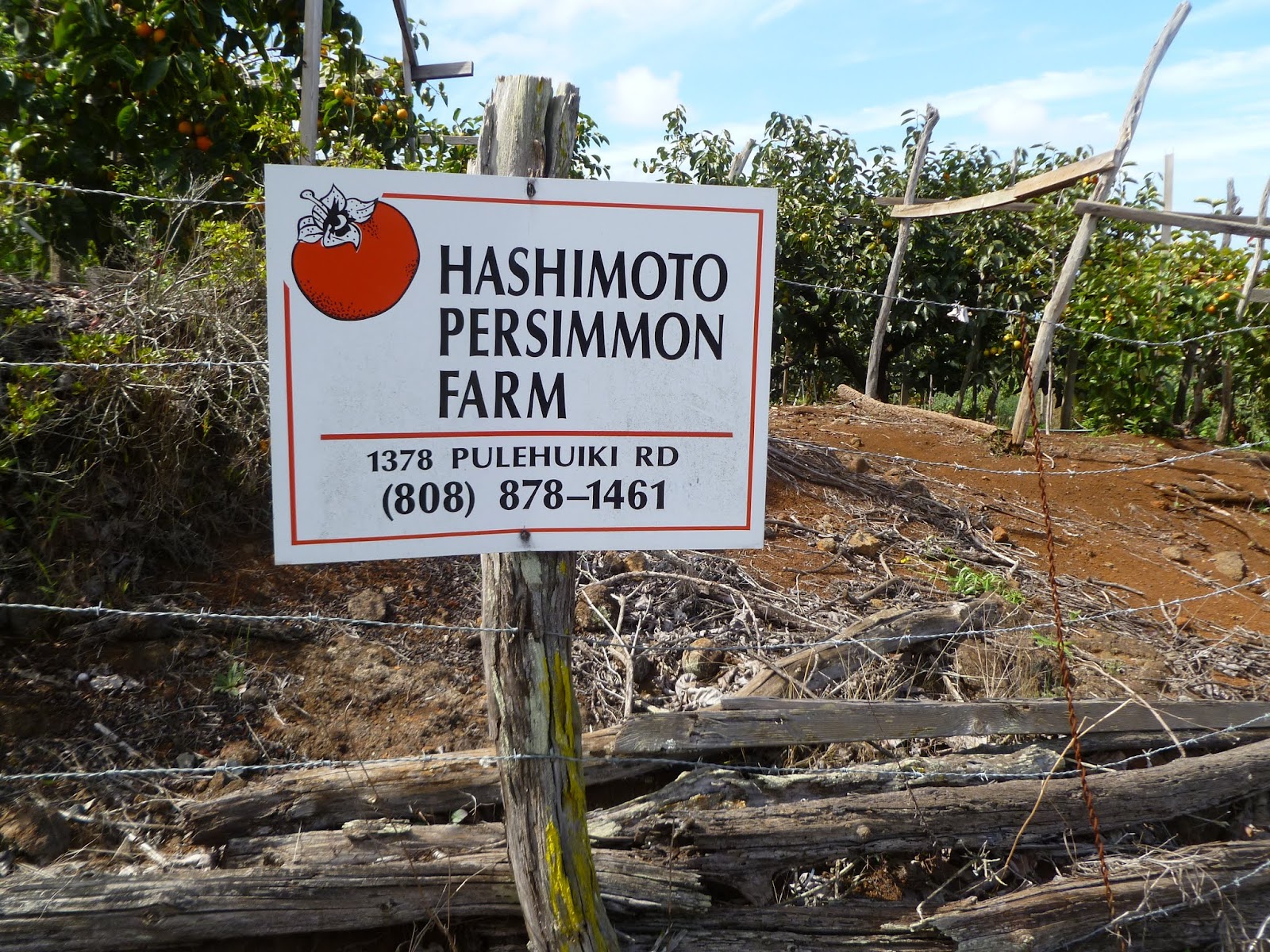 Maui Jungalow: Ordering from Hashimoto Persimmon Farm