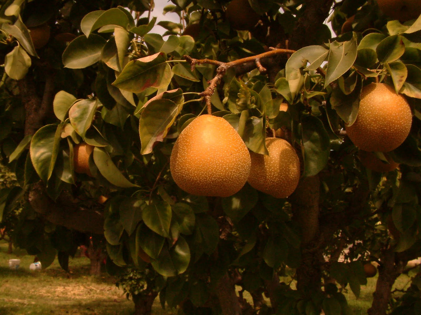 Otow Orchard Fruit Stand: Nashi