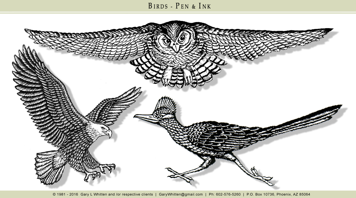 Wildlife-Illustrated: Pen & Ink - Birds