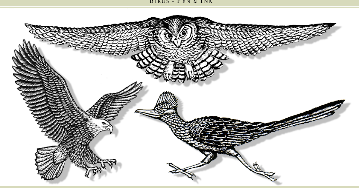 Wildlife-Illustrated: Pen & Ink - Birds