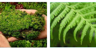 Perbedaan Tumbuhan Lumut dengan Tumbuhan Paku - Recom Info