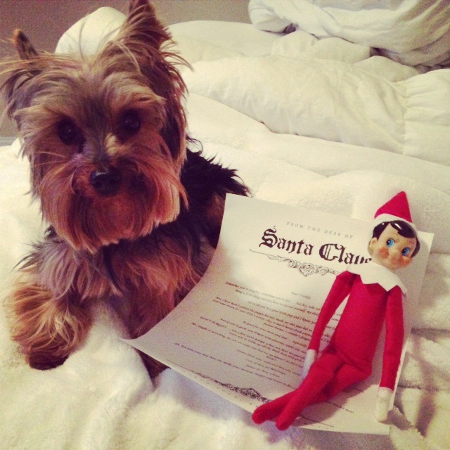 Real Life, Real Estate, Real Dana: Elf Update ...