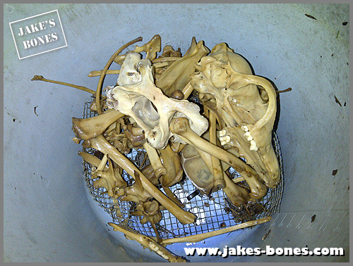 The bones that took two-and-a-half years to clean : Jake's Bones