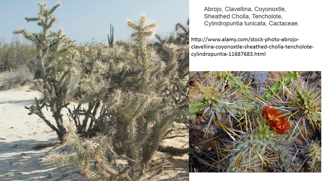TODOS CONOCIENDO BCS MÈXICO: FLORA GENERAL EN BAJA CALIFORNIA SUR