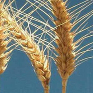 Los ingredientes. Las Harinas | La Moulinex