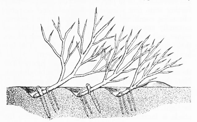 Rants, Ravings & Rememberances of an old Frog