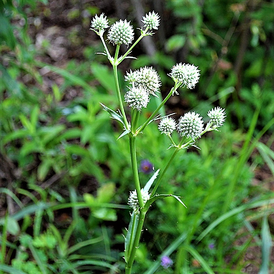 Colonial & Early American Gardens: History Blooms at Monticello ...