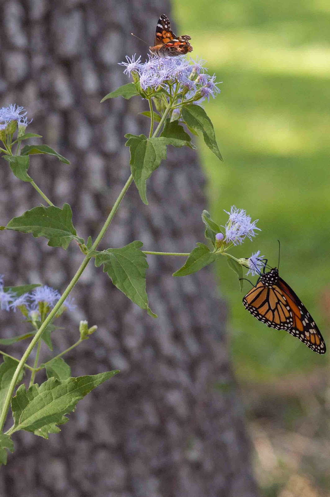 Window on a Texas Wildscape: Fragrant mistflower for Sandy