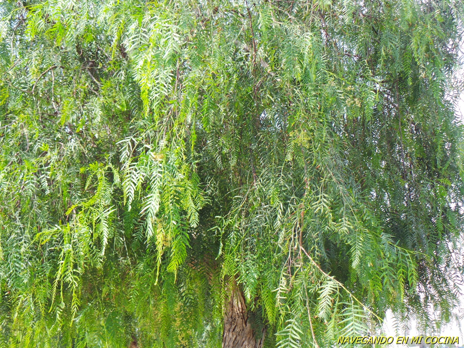 Navegando en mi Cocina: PIMIENTA ROSA