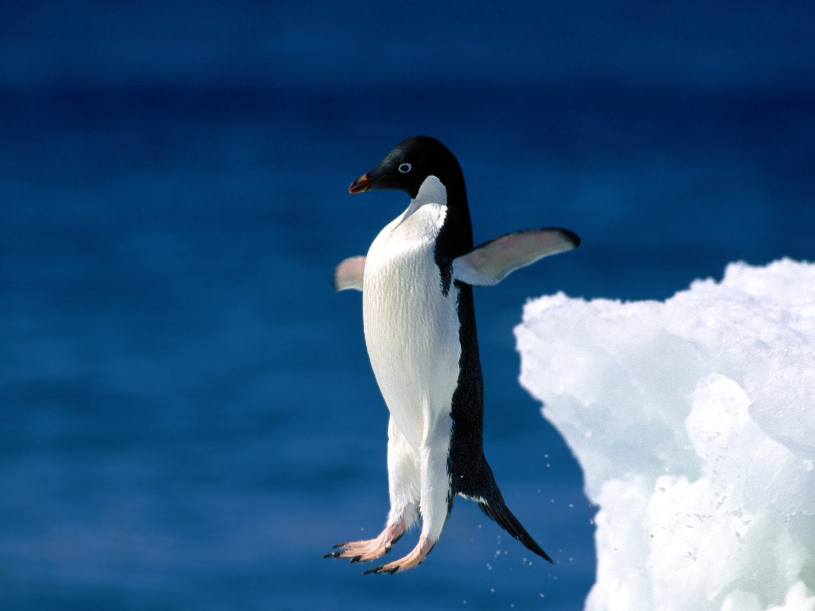 Animal News of the World: Adelie Penguin Cam