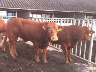 mengenal ciri ciri Sapi simental atau sapi metal - Elinotes - Review By ...