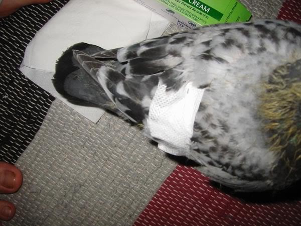 Mis amigas las palomas: Tratamiento ALA ROTA