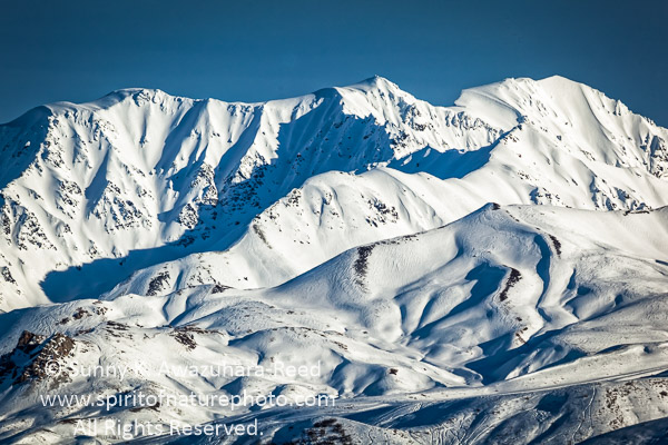 Sunny in Wilderness: Young Moose, Matanuska-Susitna Valley, Alaska
