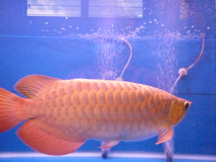 JUAL IKAN ARWANA LESTARI: ARWANA SUPER RED