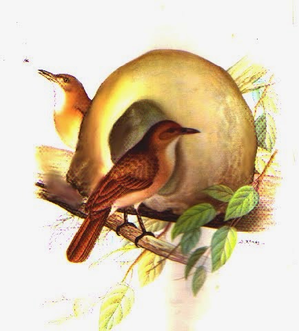 Crónicas de la Tierra sin Mal : La Leyenda del Hornero