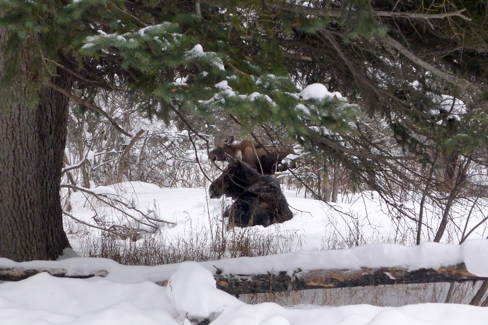 Moose on the Loose... and other Wildlife Shenanigans