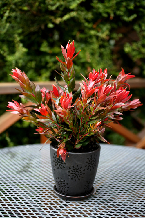 Real World Gardener Red Rocket Bottlebrush in Plant of the Week | Real ...