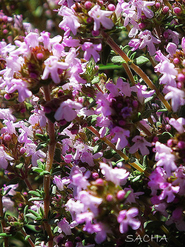 Un jour....Une photo !: Fleurs de garrigue