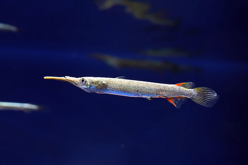 silver_halfbeak | Aquarium fish, Fish, Tropical aquarium