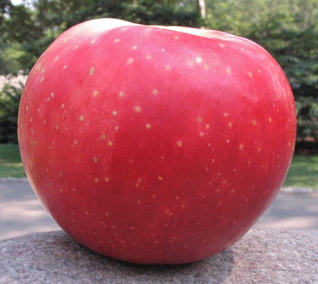 Red Comet - Adam's Apples