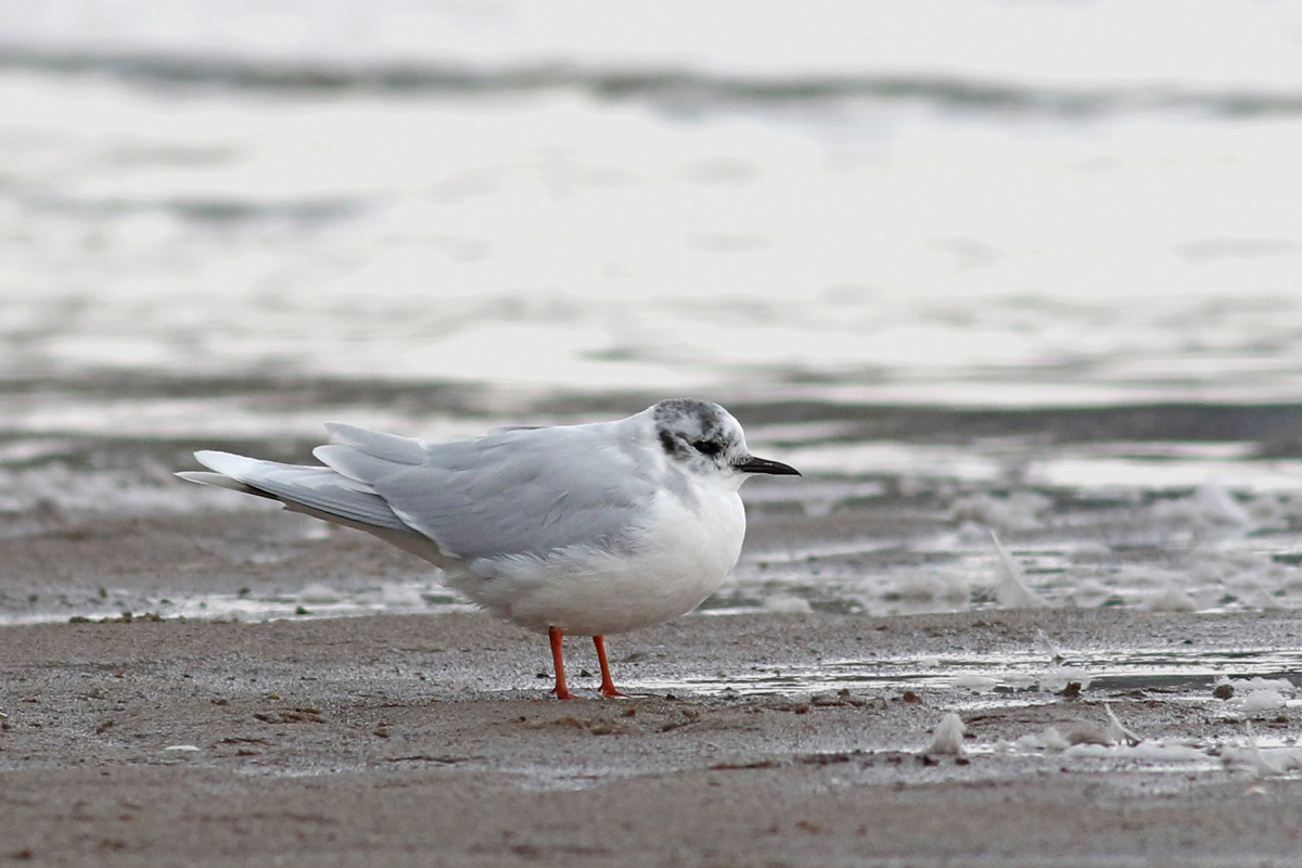 The end of the gulling season?
