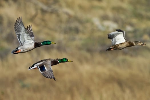 Foto de patos salvajes volando - Imagui