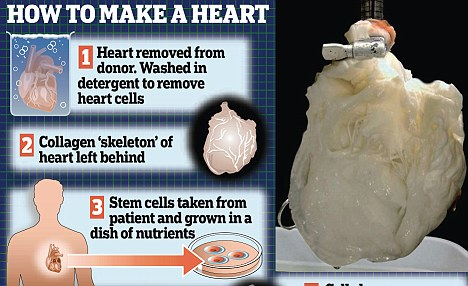 Live human heart grown in lab | Cre8tivFacts