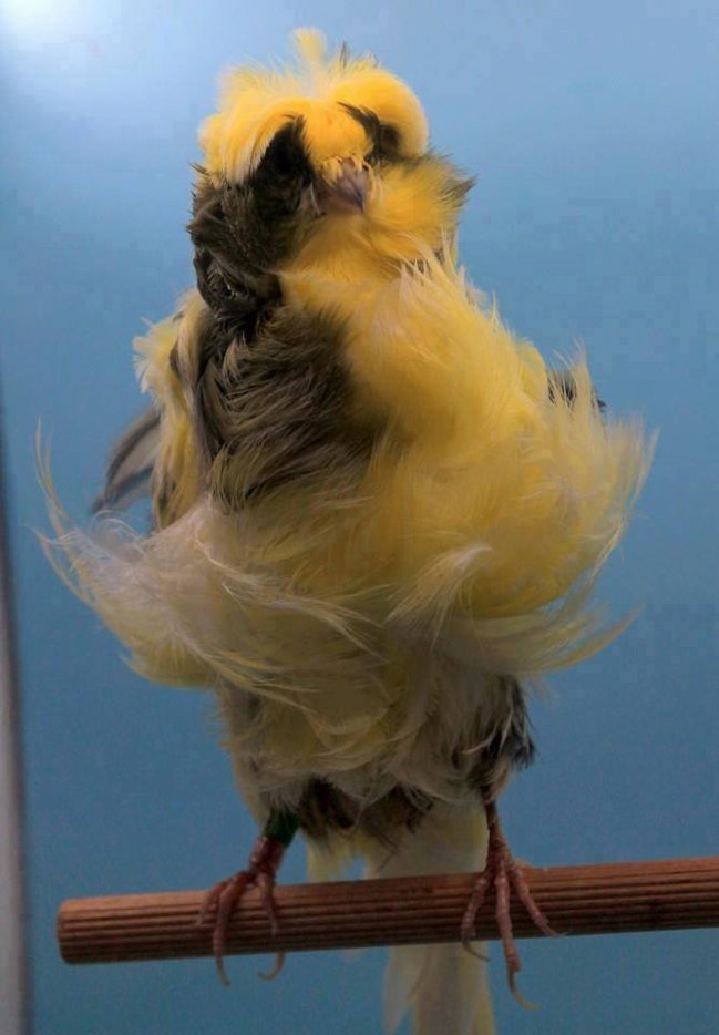 LOS CANARIOS DE POSTURA: Canarios Rizados (1)