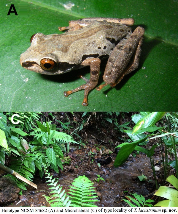 Species New to Science: [Herpetology • 2016] Theloderma lacustrinum • A ...