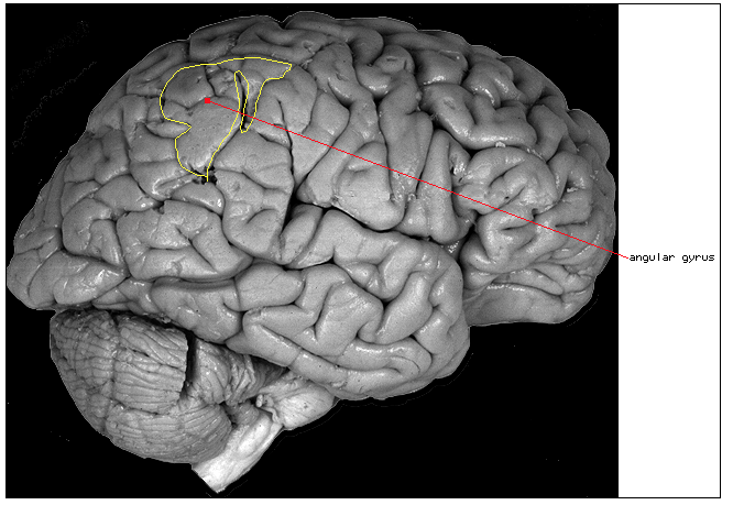 Atlas de neuroanatomía: FISURAS, SURCOS Y GIROS