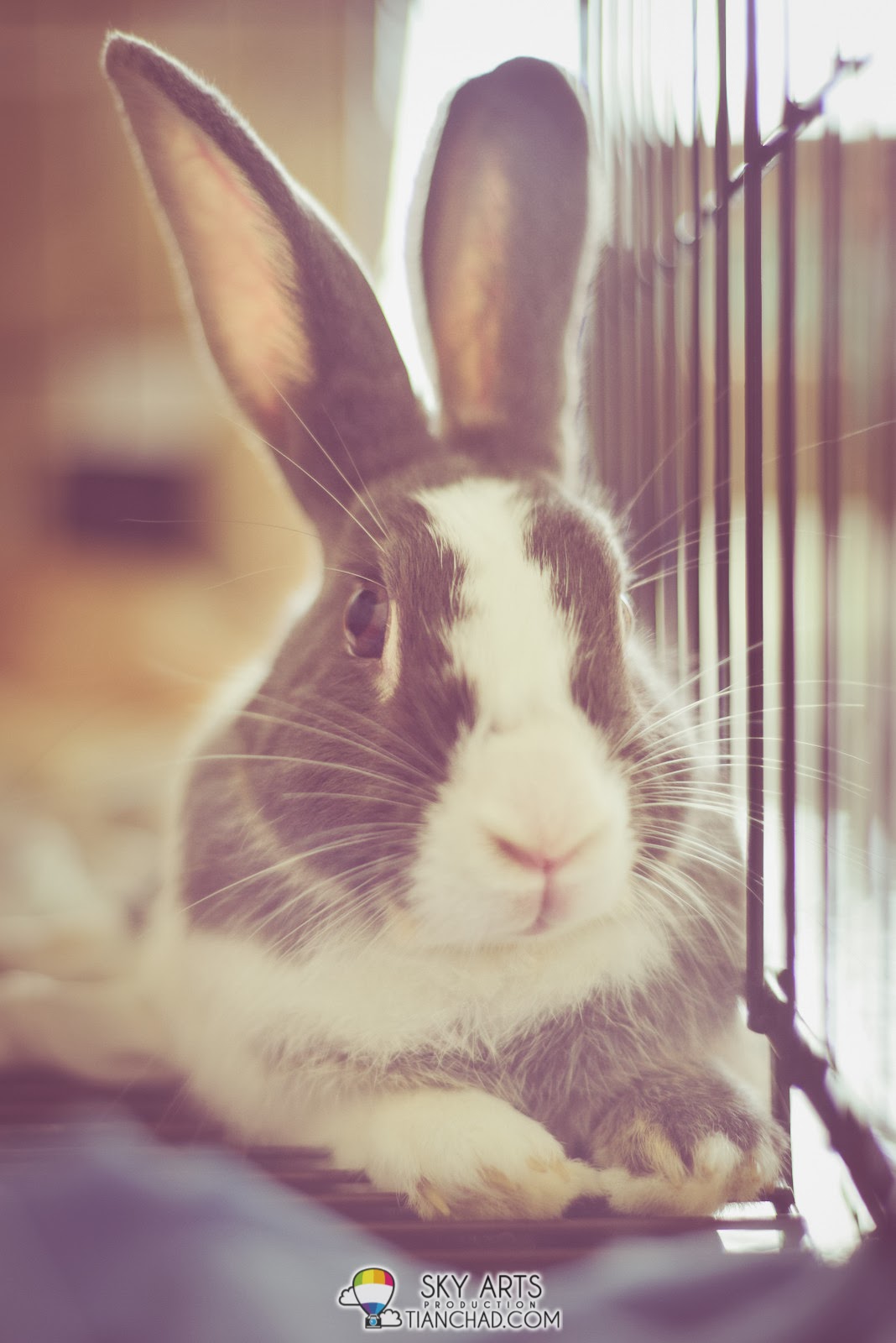 36 of the Biggest Love Songs Ever describe love between RBFluffy & RBBunny