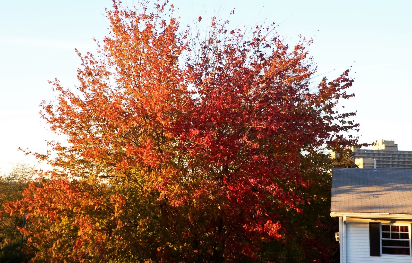 DEBBIE-DABBLE BLOG: October Garden Update