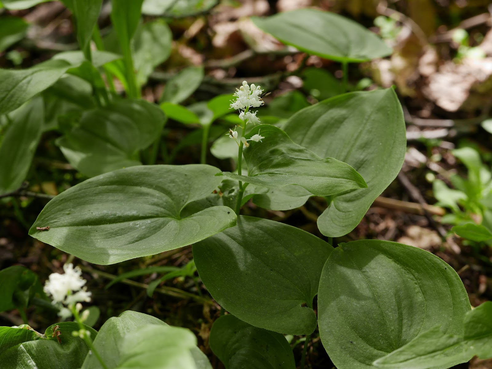 Retkiä kasvimaailmaan: Oravanmarja