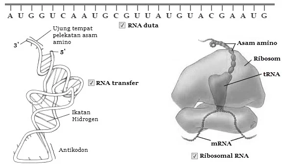 Struktur dan Jenis Ribonucleic Acid (RNA) | Mikirbae.com